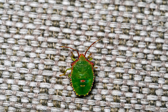 Stinkkäfer Bilder – Durchsuchen 6,183 Archivfotos, Vektorgrafiken und ...