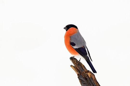 รูปภาพGranivore – เลือกดูภาพถ่ายสต็อก เวกเตอร์ และวิดีโอ2,308 | Adobe Stock