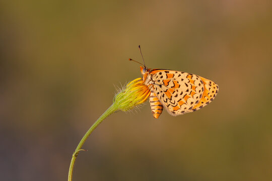 「Iparhan」の写真素材 | 86件の無料イラスト画像 | Adobe Stock