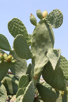 รูปภาพSabra – เลือกดูภาพถ่ายสต็อก เวกเตอร์ และวิดีโอ1,261 | Adobe Stock