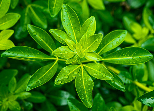 "Feuille D'arbre" Images – Browse 211 Stock Photos, Vectors, and Video ...