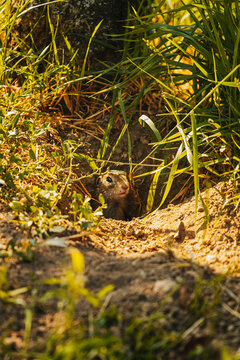 Sysel Images – Browse 55 Stock Photos, Vectors, and Video | Adobe Stock