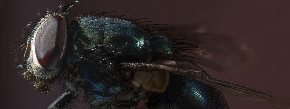 Imágenes de House-Fly: descubre bancos de fotos, ilustraciones ...