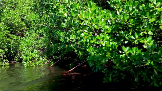 Pohnpei Imagens – Procure 918 fotos, vetores e vídeos | Adobe Stock