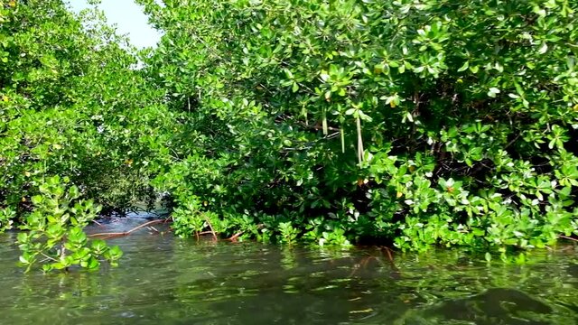 Pohnpei Imagens – Procure 918 fotos, vetores e vídeos | Adobe Stock