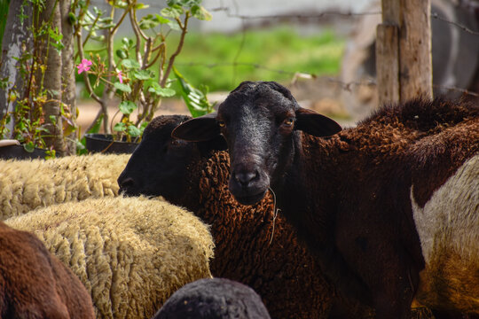 Obeja 이미지 – 찾아보기 68 스톡 사진, 벡터 및 비디오 | Adobe Stock