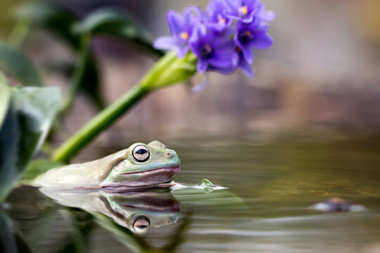 Dumpy Images – Browse 20,662 Stock Photos, Vectors, and Video | Adobe Stock