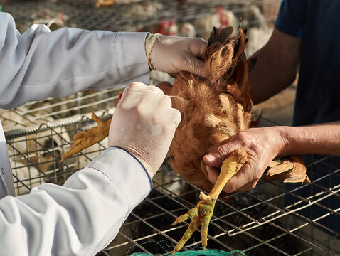 รูปภาพCloaca – เลือกดูภาพถ่ายสต็อก เวกเตอร์ และวิดีโอ954 | Adobe Stock
