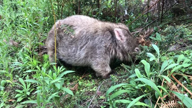 "Australian Mammal" Billeder – Gennemse 295 stockfotos, vektorer og ...