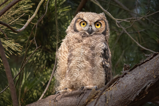 รูปภาพPichon – เลือกดูภาพถ่ายสต็อก เวกเตอร์ และวิดีโอ380 | Adobe Stock