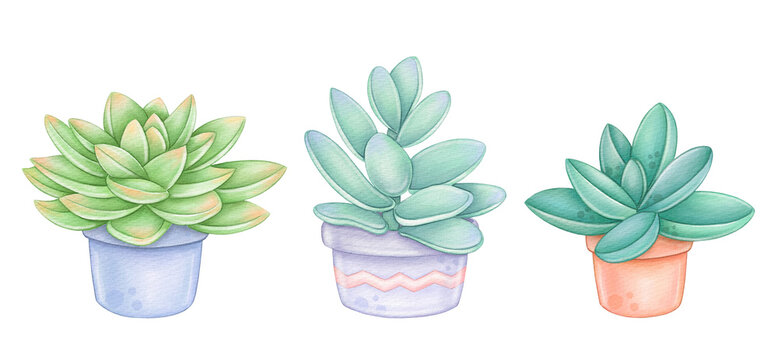 Succulent Drawing Tumblr