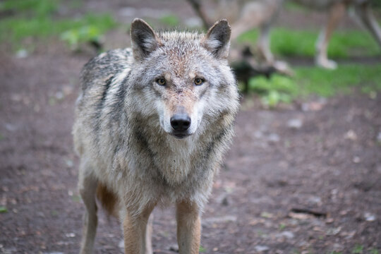 Grauwolf bilder – Bläddra bland 984 stockfoton, vektorer och videor ...