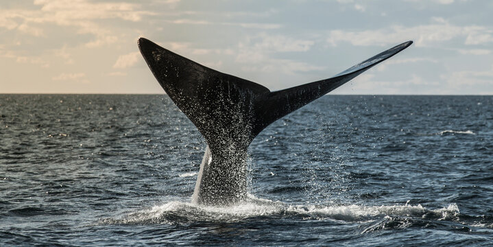 Balaenidae bilder – Bläddra bland 1,196 stockfoton, vektorer och videor ...