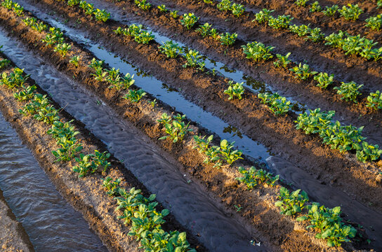 Fertigation Images – Browse 423 Stock Photos, Vectors, and Video ...