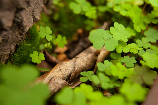 Luckiness bilder – Bläddra bland 2,241 stockfoton, vektorer och videor ...