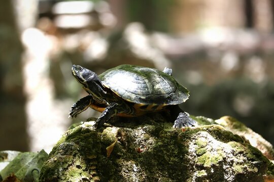 รูปภาพChelydridae – เลือกดูภาพถ่ายสต็อก เวกเตอร์ และวิดีโอ1,709 | Adobe ...