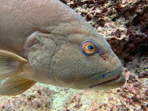 รูปภาพPirania – เลือกดูภาพถ่ายสต็อก เวกเตอร์ และวิดีโอ358 | Adobe Stock