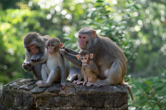 รูปภาพCatarrhini – เลือกดูภาพถ่ายสต็อก เวกเตอร์ และวิดีโอ6,983 | Adobe ...