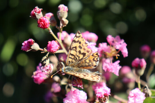 Distelarten-Bilder: Stock-Fotos & -Videos. | Adobe Stock