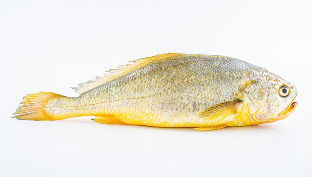 "Yellow Croaker" Images – Browse 889 Stock Photos, Vectors, and Video ...