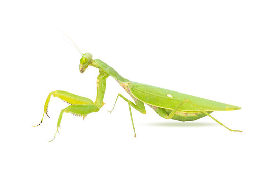 "Giant African Mantis" Images – Browse 454 Stock Photos, Vectors, and ...