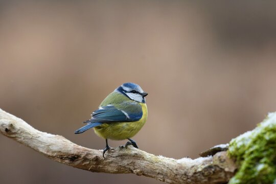 "Sikora Modra" Images – Browse 95 Stock Photos, Vectors, and Video ...