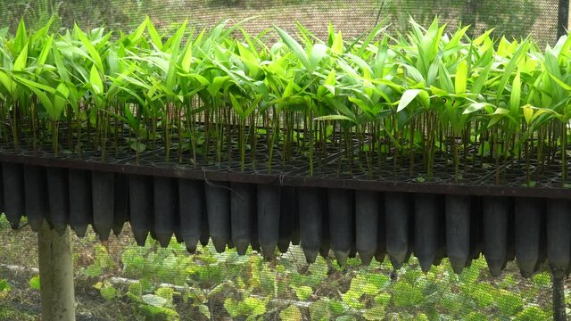 รูปภาพEuterpe – เลือกดูภาพถ่ายสต็อก เวกเตอร์ และวิดีโอ961 | Adobe Stock