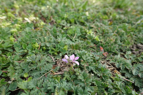 Pinwing 이미지 – 찾아보기 197 스톡 사진, 벡터 및 비디오 | Adobe Stock