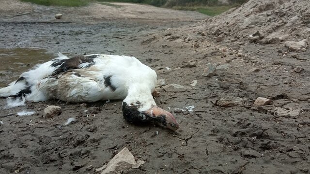 "Dead Duck" Images – Browse 258 Stock Photos, Vectors, and Video ...