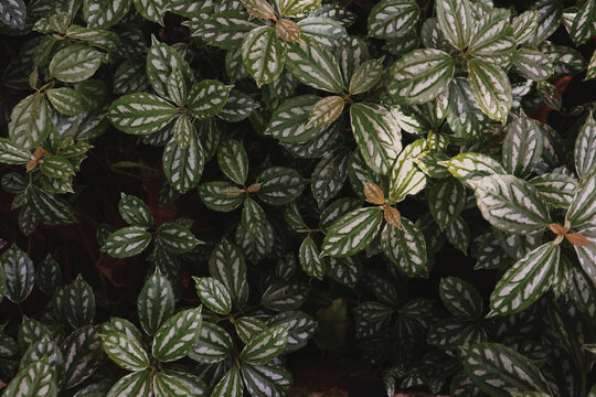 Ms. Yokai photos, images, assets | Adobe Stock