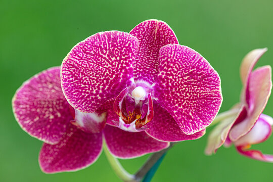 รูปภาพOrchitis – เลือกดูภาพถ่ายสต็อก เวกเตอร์ และวิดีโอ7,072 | Adobe Stock