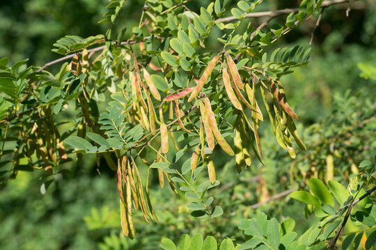 「Acacieae」の画像 - 776 件の Stock 写真、ベクターおよびビデオ | Adobe Stock