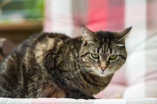 「Tigerkatze」の写真素材 | 1,085件の無料イラスト画像 | Adobe Stock