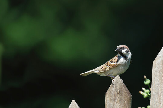 「Feldspatzen」の写真素材 | 41件の無料イラスト画像 | Adobe Stock
