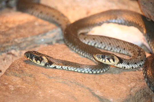 Nattern Images – Parcourir 755 le catalogue de photos, vecteurs et ...