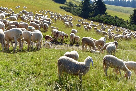 รูปภาพBarany – เลือกดูภาพถ่ายสต็อก เวกเตอร์ และวิดีโอ140 | Adobe Stock