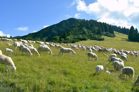 รูปภาพBarany – เลือกดูภาพถ่ายสต็อก เวกเตอร์ และวิดีโอ165 | Adobe Stock
