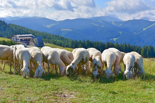 รูปภาพBarany – เลือกดูภาพถ่ายสต็อก เวกเตอร์ และวิดีโอ140 | Adobe Stock