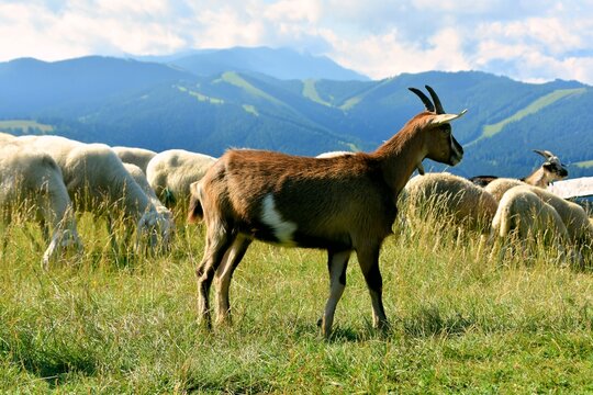 「Barany」の写真素材 | 152件の無料イラスト画像 | Adobe Stock