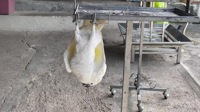 Poll-Parrot Images – Browse 173 Stock Photos, Vectors, and Video ...