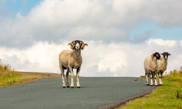 Keld Bilder – Durchsuchen 358 Archivfotos, Vektorgrafiken und Videos ...