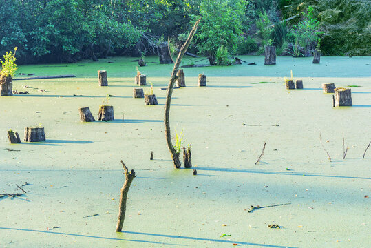 "Swamp Land" Images – Browse 678 Stock Photos, Vectors, and Video ...