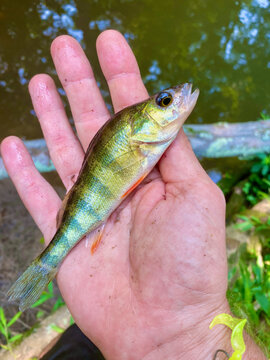 Baby Perch Fish