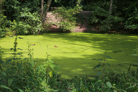 Algenteppich Bilder – Durchsuchen 542 Archivfotos, Vektorgrafiken und ...