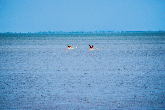 Imágenes de Flament: descubre bancos de fotos, ilustraciones, vectores ...