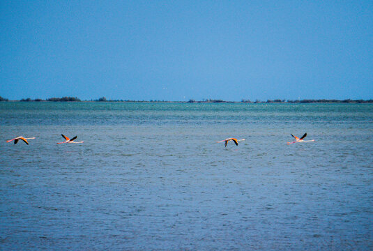 Flament Images – Browse 53 Stock Photos, Vectors, and Video | Adobe Stock