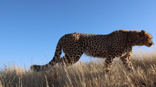 Jagluiperd Bilder – Durchsuchen 64 Archivfotos, Vektorgrafiken und ...