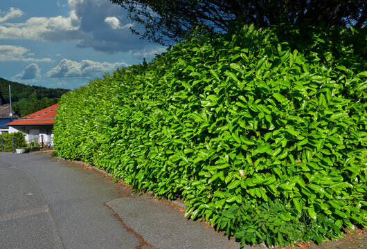 Lorbeerhecke Bilder – Durchsuchen 585 Archivfotos, Vektorgrafiken und ...