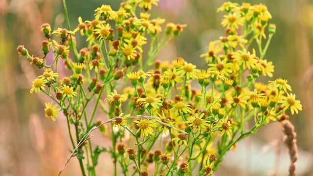Groundsel Video Footage – Browse 108 HD Stock Video and Footage | Adobe ...