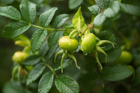 Sweetbrier Images – Browse 30,978 Stock Photos, Vectors, and Video ...